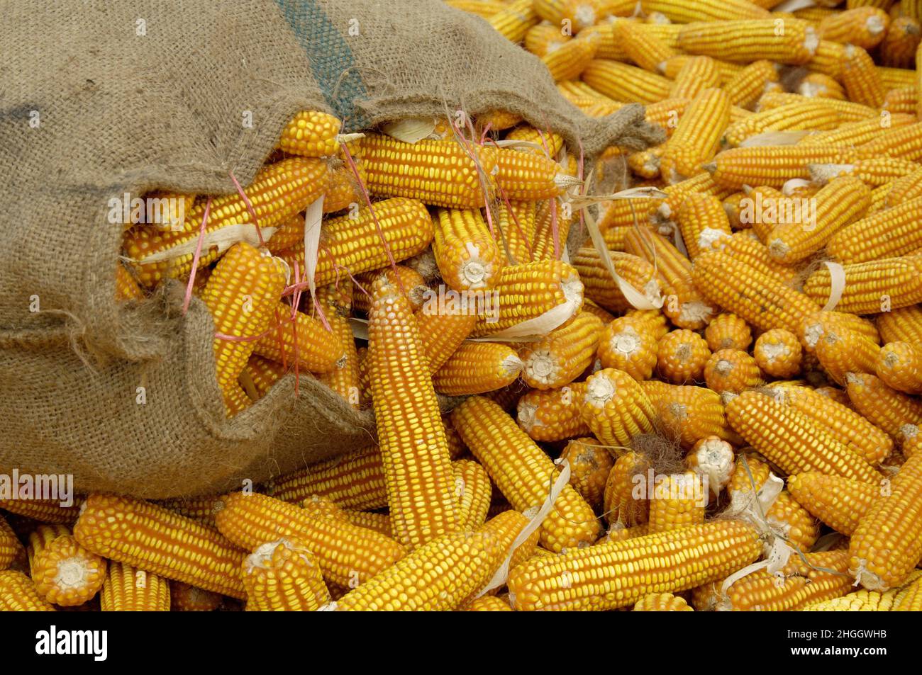 Indian corn, maize (Zea mays), harvested corn, Thailand Stock Photo - Alamy
