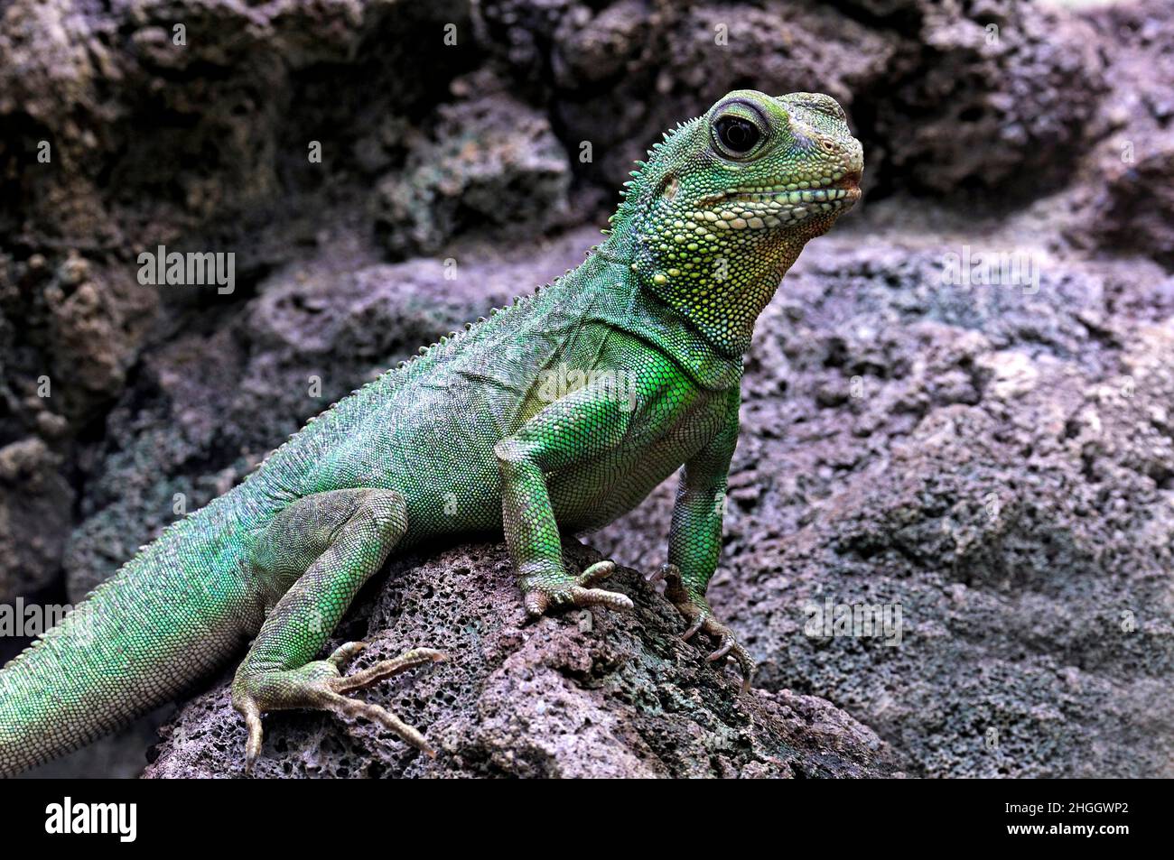 Water Dragon, Green Water Dragon, Chinese Water Dragon, Thai Water ...