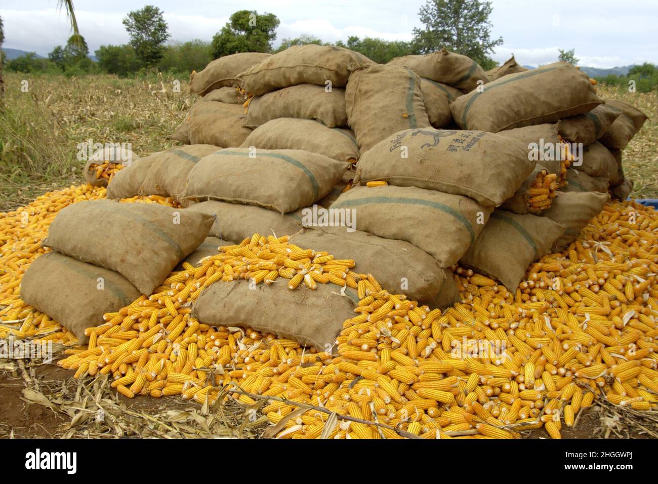 Indian corn, maize (Zea mays), harvested corn, Thailand Stock Photo - Alamy