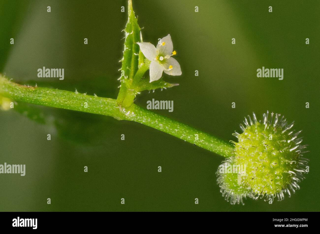 Cleavers, Goosegrass, Catchweed bedstraw (Galium aparine), Flower and ...