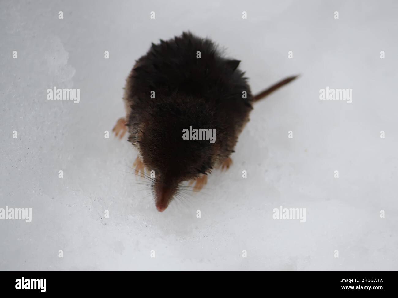 Round eared hi-res stock photography and images - Alamy
