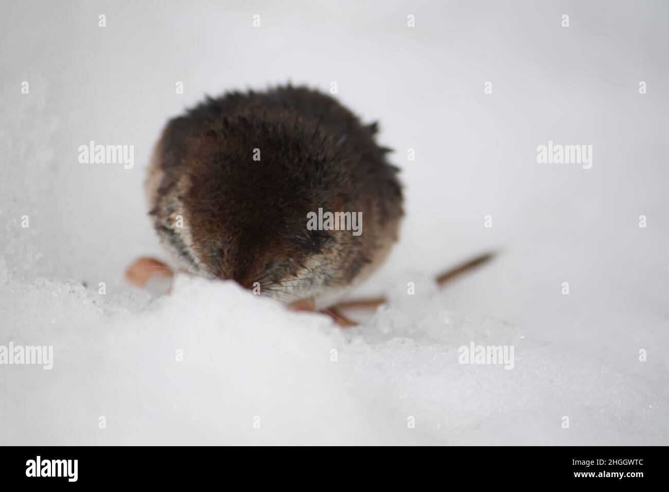 Elephant shrew on the snow. Macroscelides proboscideus Stock Photo - Alamy