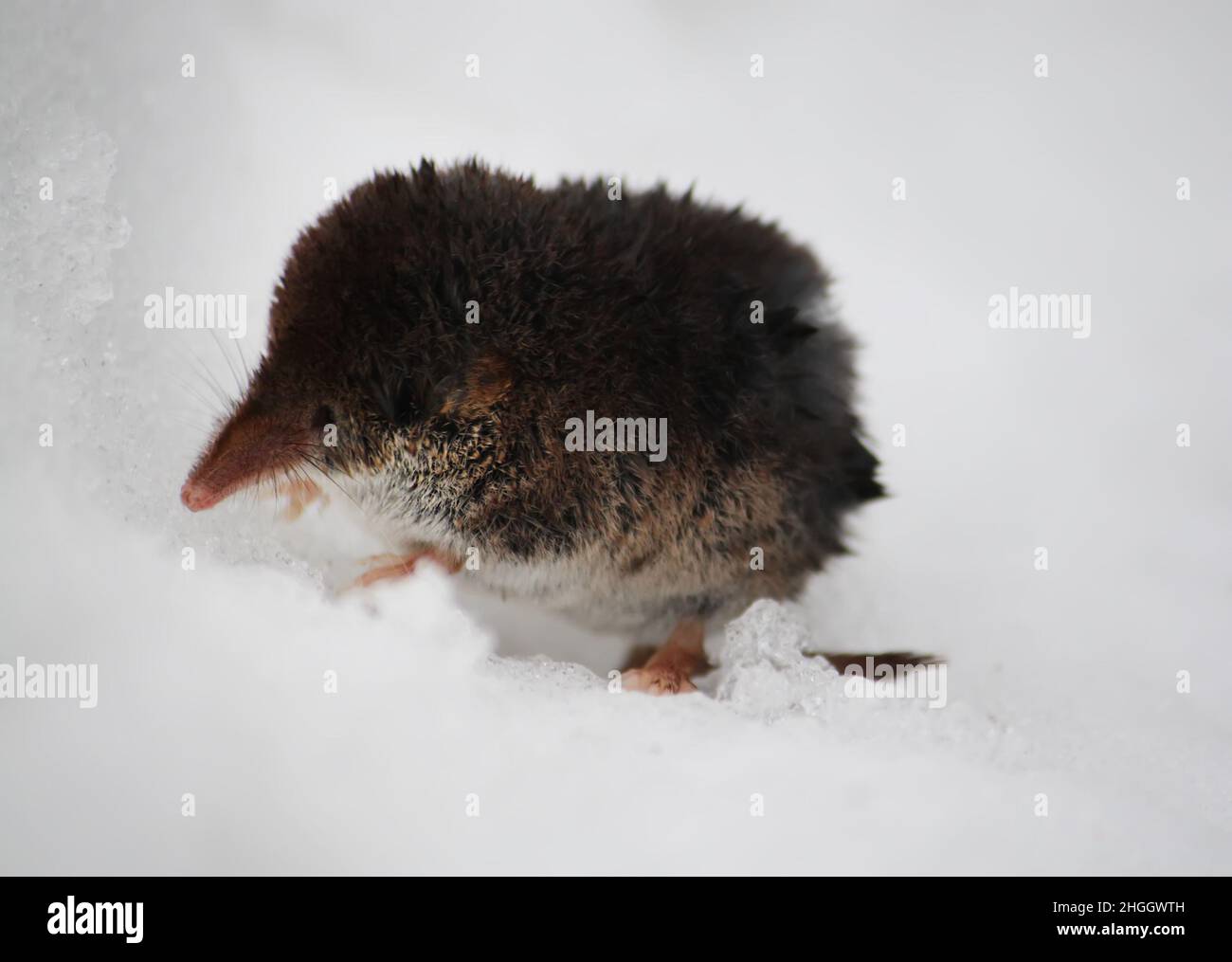 Elephant shrew on the snow. Macroscelides proboscideus Stock Photo - Alamy