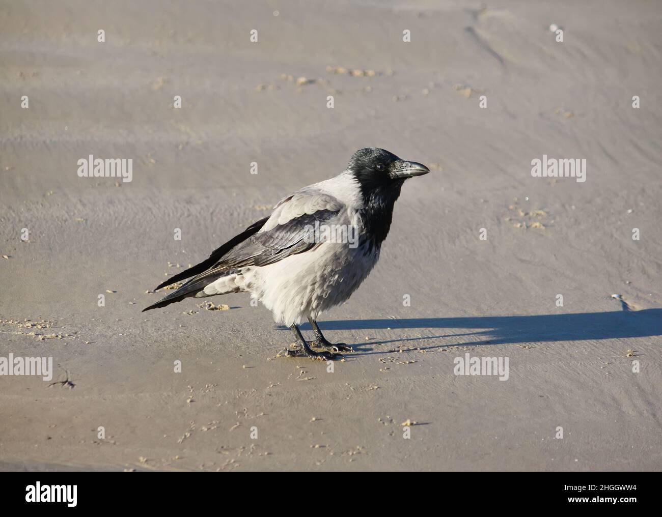 Crow landing on field hi-res stock photography and images - Alamy