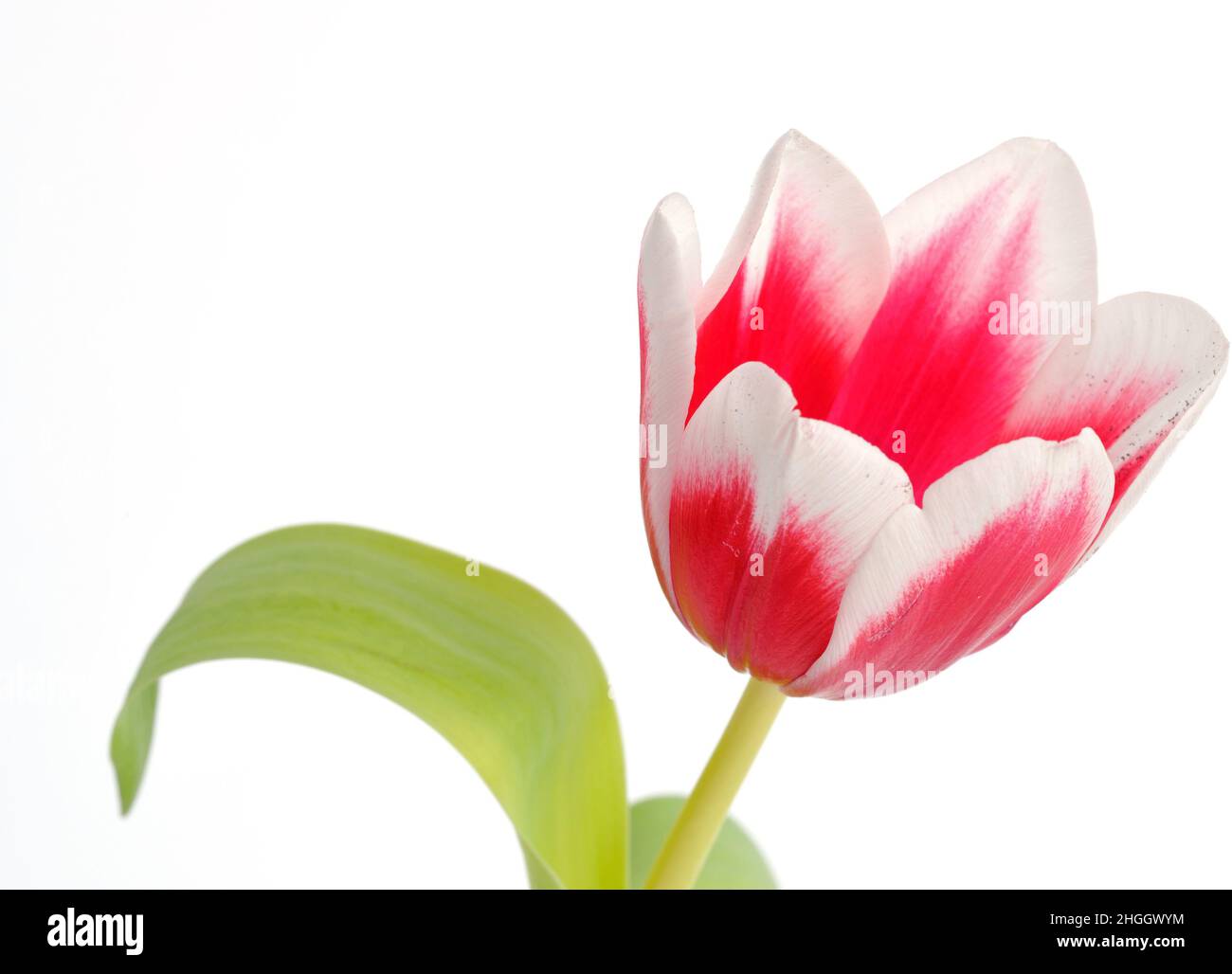 common garden tulip (Tulipa gesneriana), single tulip, cut-out Stock ...
