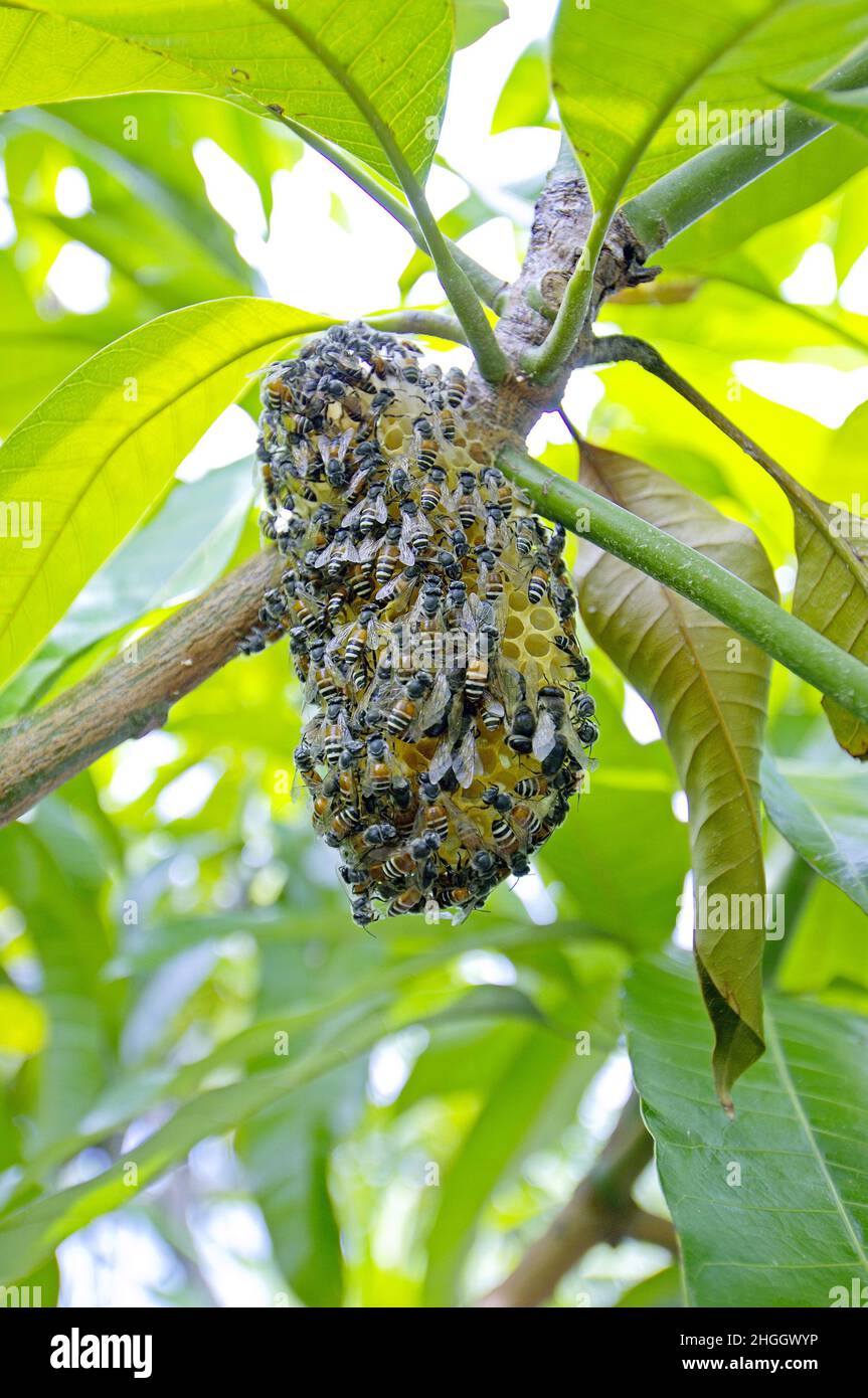 red dwarf honey bee (Apis florea), Many bees on their nest in a tree ...