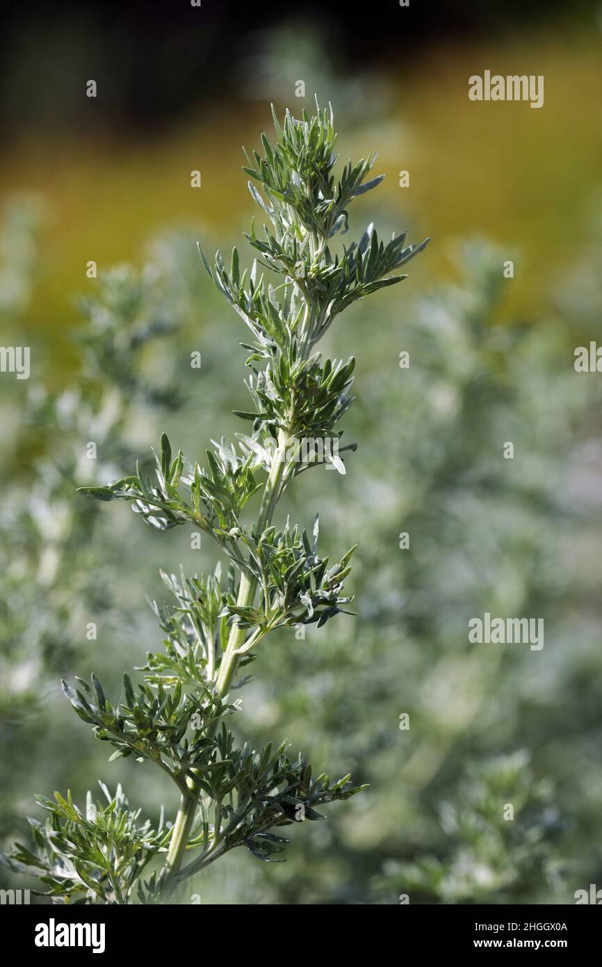 common wormwood, absinth wormwood, absinth sagewort (Artemisia ...