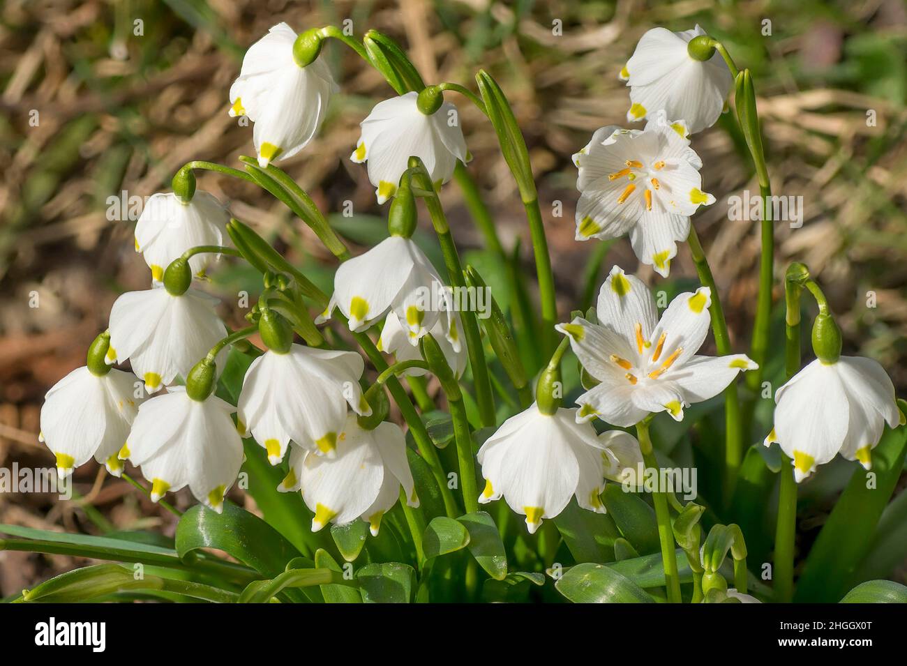 spring snowflake (Leucojum vernum), blooming, Germany, Bavaria Stock ...
