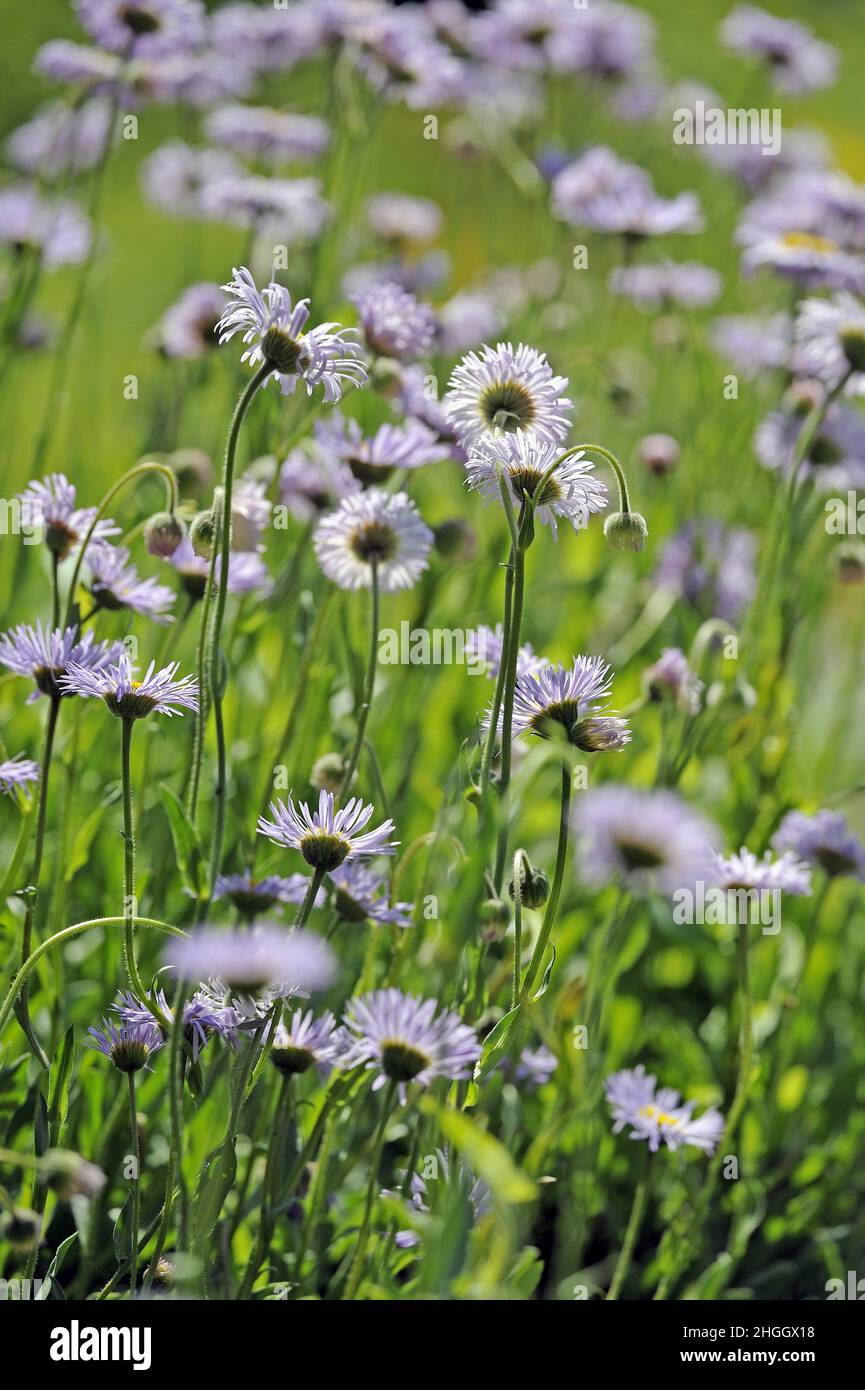 Smooth fleabane hi-res stock photography and images - Alamy