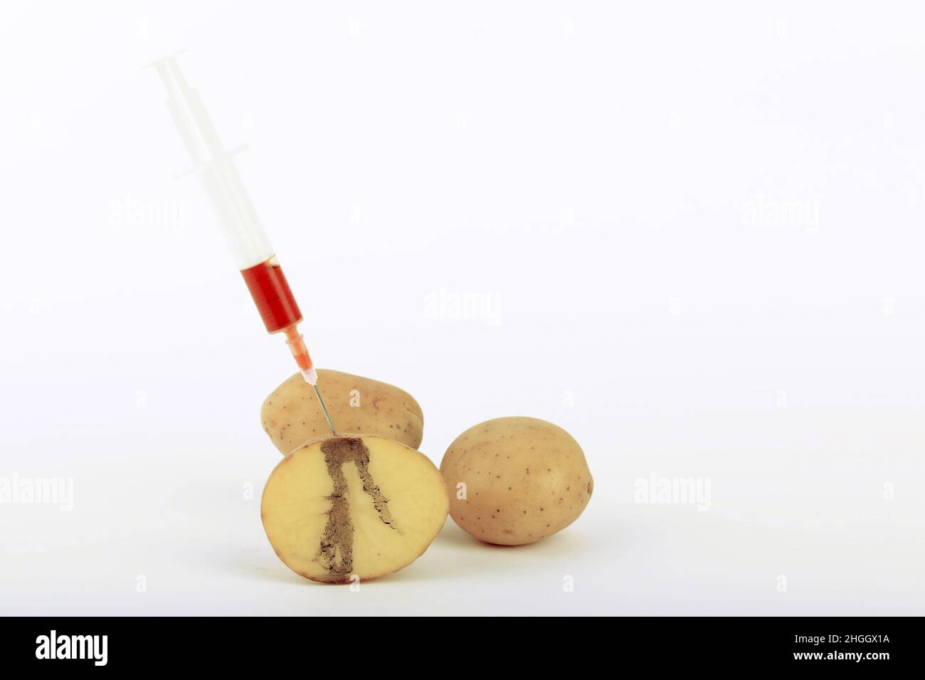 potato (Solanum tuberosum), syringe in halved potato, genetically ...