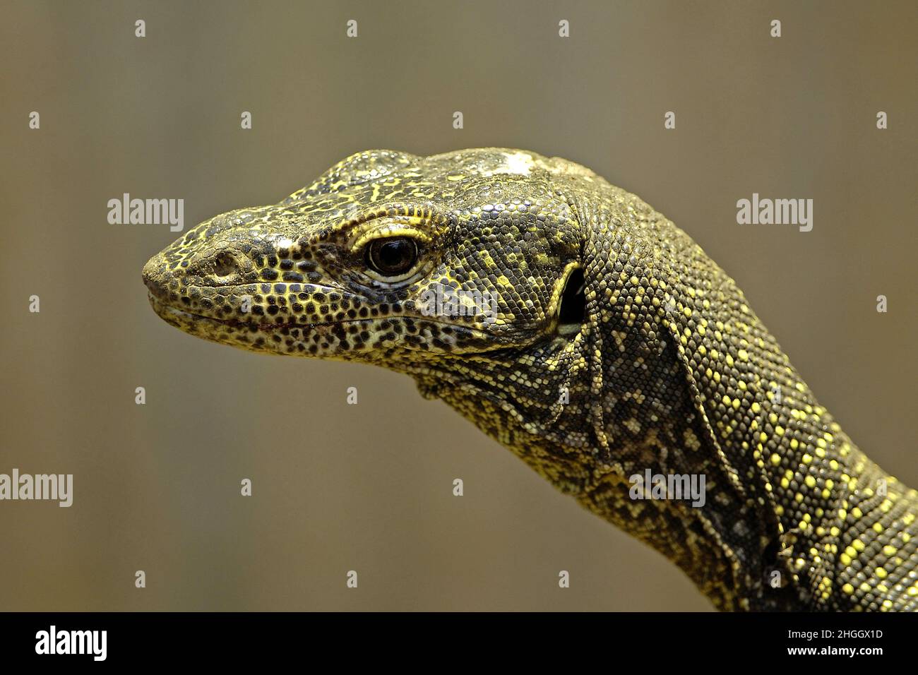 blue-tailed monitor, blue-tailed tree monitor, Kalabeck's monitor ...