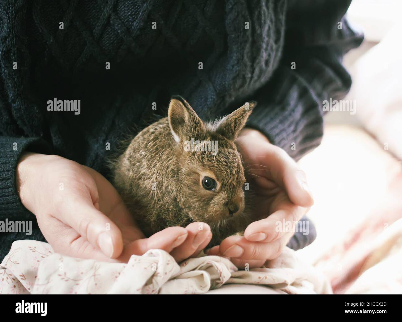 Little bunny in hands Stock Photo - Alamy