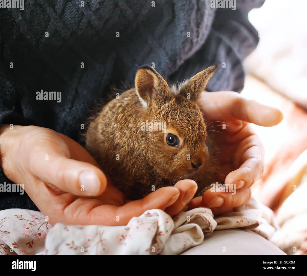 Little bunny in hands Stock Photo - Alamy