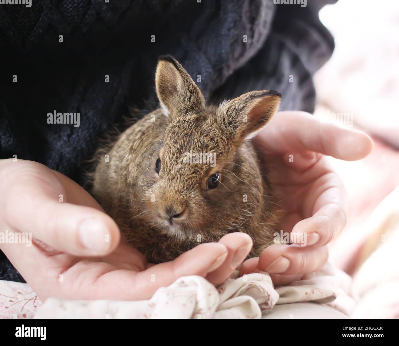 Little bunny in hands Stock Photo - Alamy