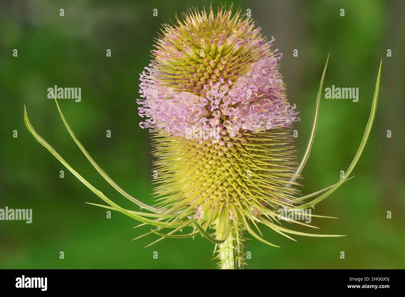 Wild teasel, Fuller's teasel, Common teasel, Common teazle (Dipsacus ...