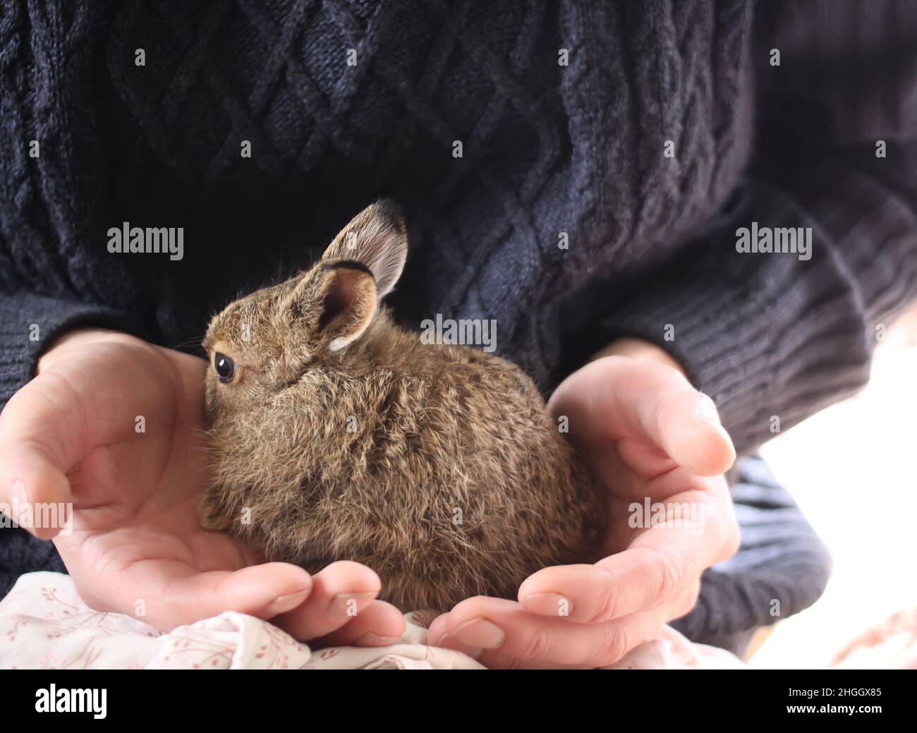 Little bunny in hands Stock Photo - Alamy