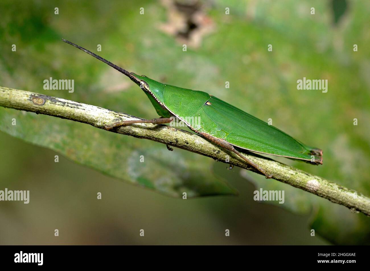 Pyrgomorphidae (Pyrgomorphidae), sits on a twig, Thailand, Khao Yai ...