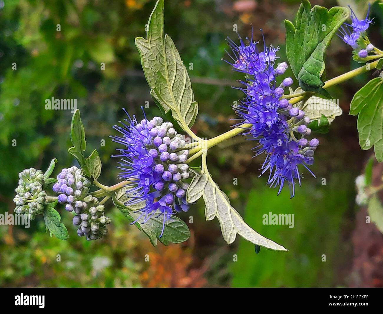Blue spiraeas hi-res stock photography and images - Alamy