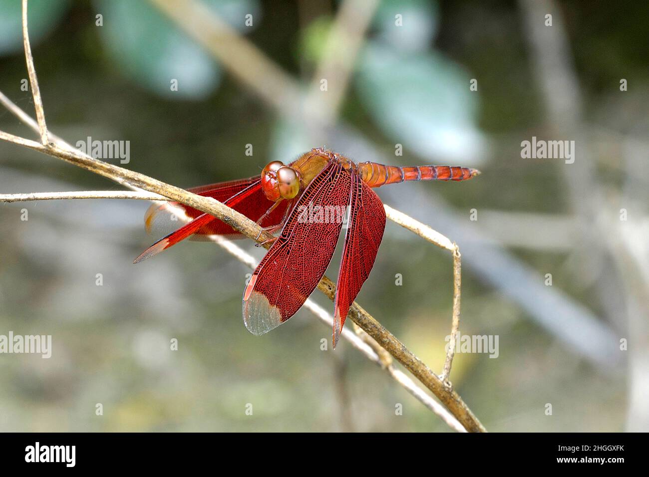 Red Grasshawk, Common Parasol, Grasshawk dragonfly (Neurothemis ...