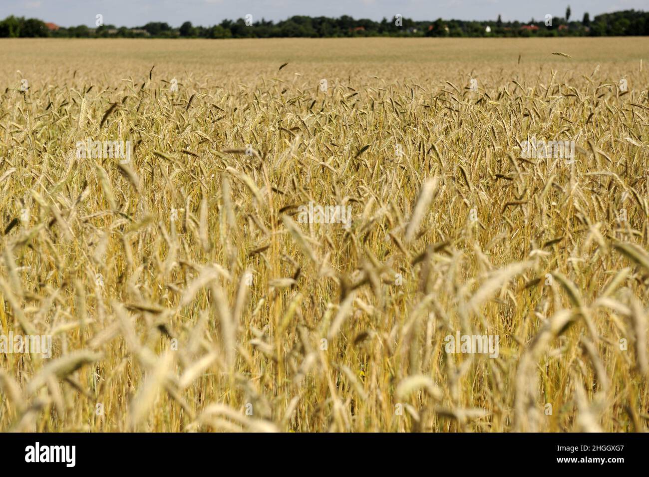 cultivated rye (Secale cereale), harvest-ready ryefield, Germany Stock ...