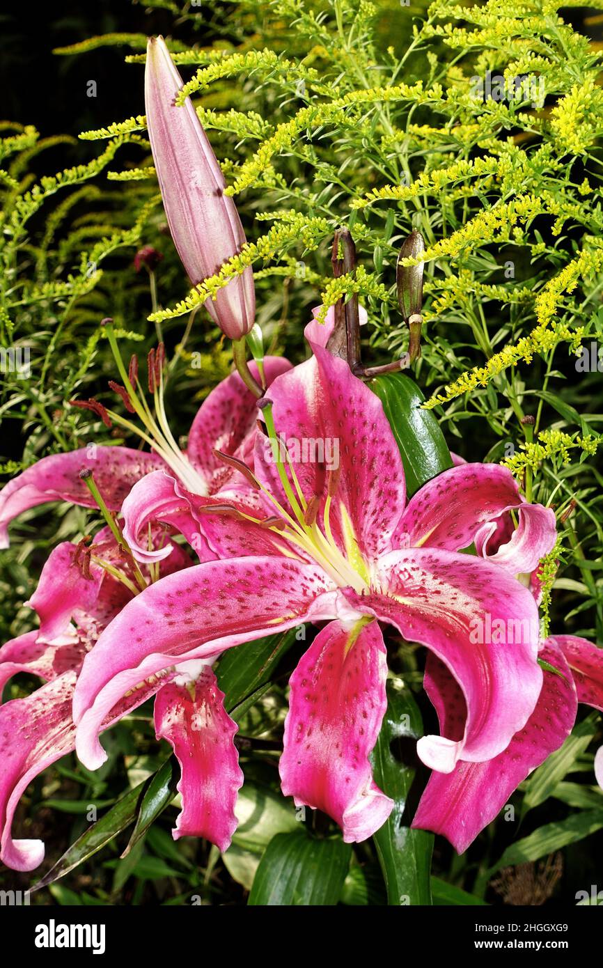 lily (Lilium spec.), lily hybrid in a garden Stock Photo - Alamy