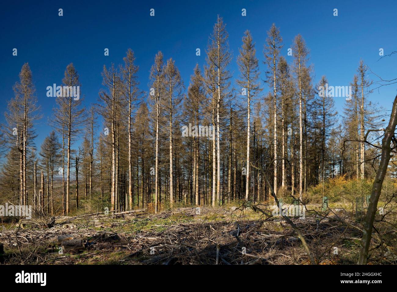 Norway spruce (Picea abies), Dead spruces on the Nordhelle at the Ebbe ...