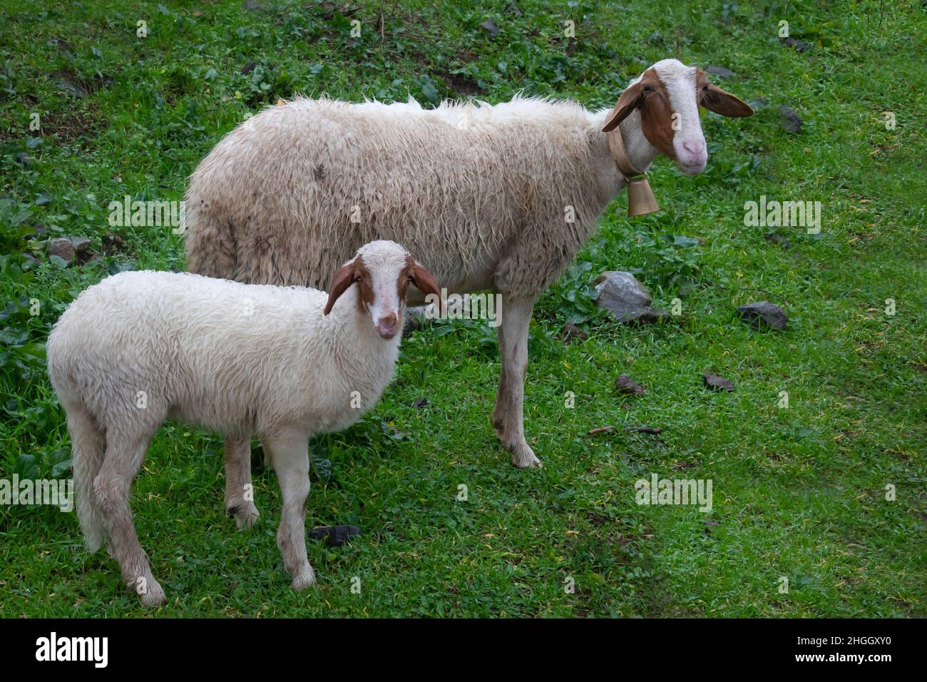 mother sheep with cub on the green lawn Stock Photo - Alamy