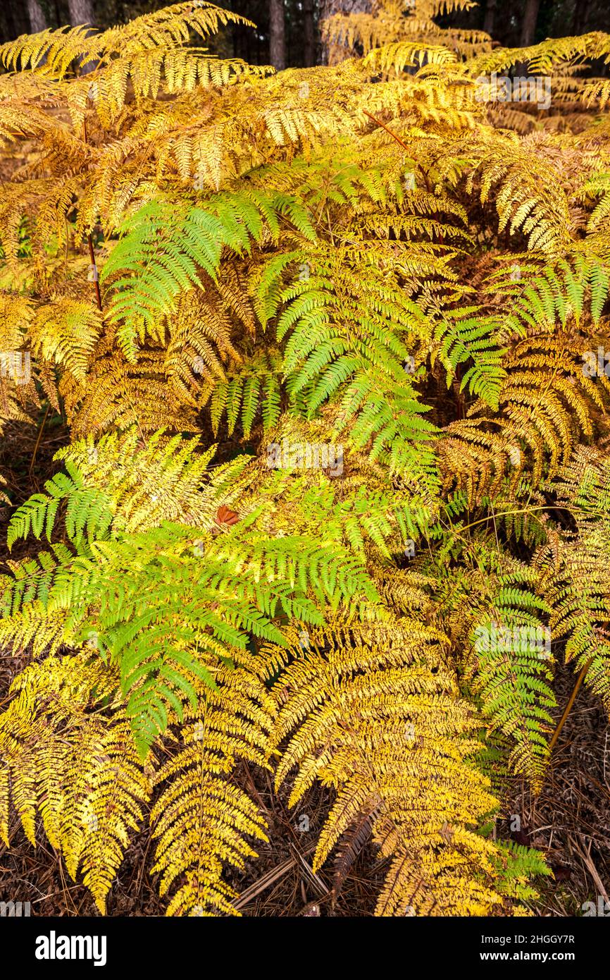 Vibrant green and yellow autumn ferns close up Stock Photo - Alamy