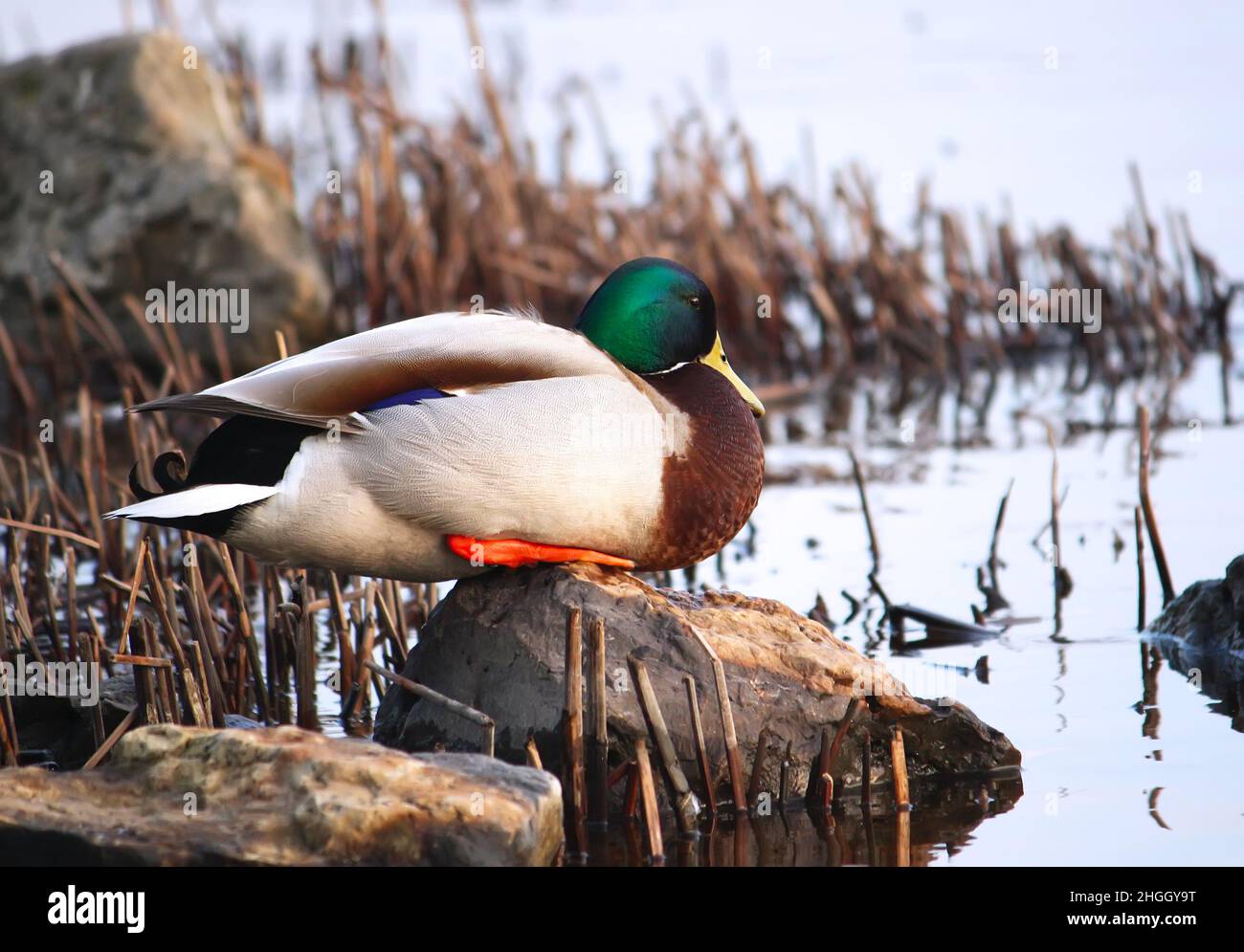 Mallard standing on stone in water hi-res stock photography and images ...