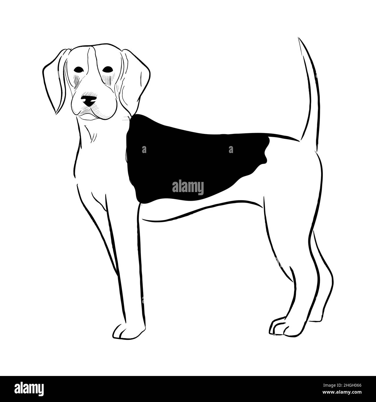 Hand drawn dog breed vector sketch Stock Vector Image & Art - Alamy