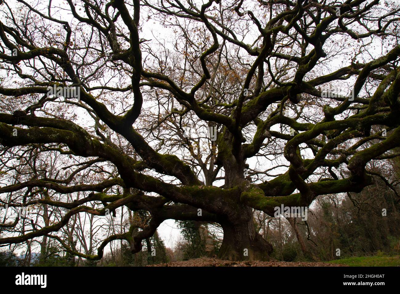 Oak of the Witches ( Quercia delle Streghe ) in Montecarlo, province of ...