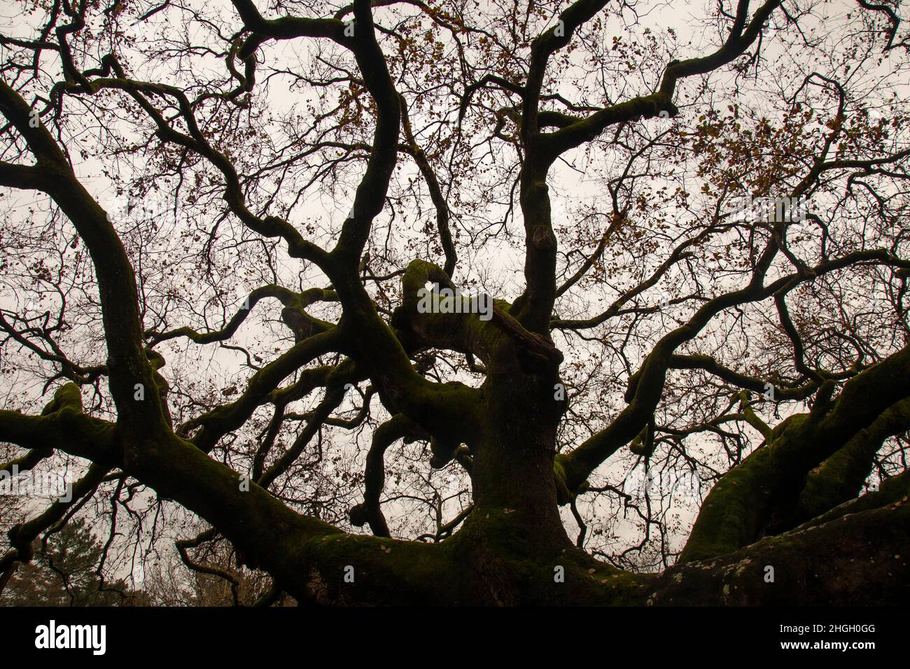 Oak of the Witches ( Quercia delle Streghe ) in Montecarlo, province of ...
