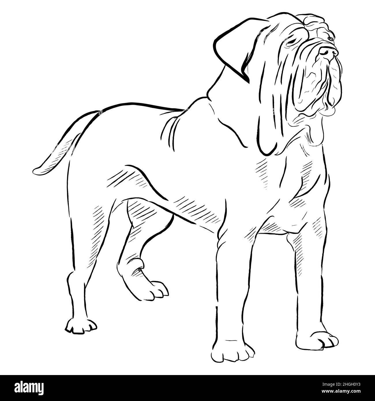 Hand drawn dog breed vector sketch Stock Vector Image & Art - Alamy