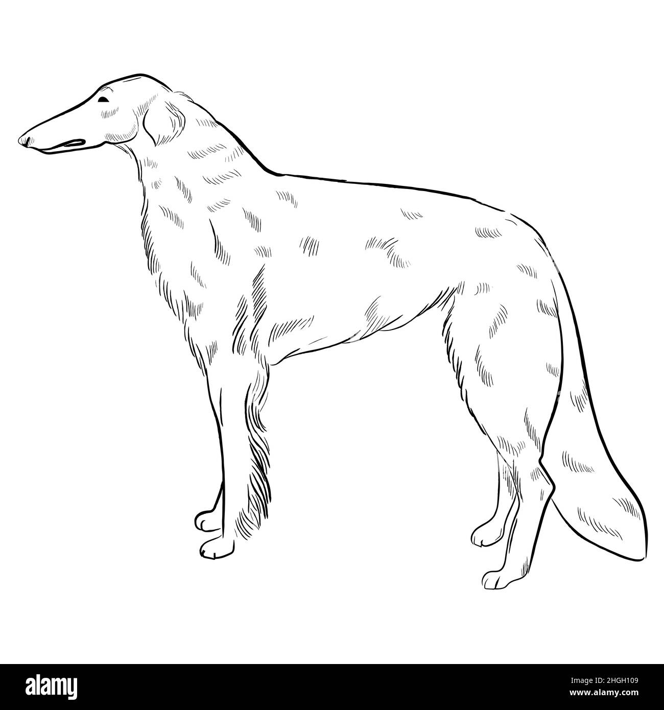 Hand drawn dog breed vector sketch Stock Vector Image & Art - Alamy