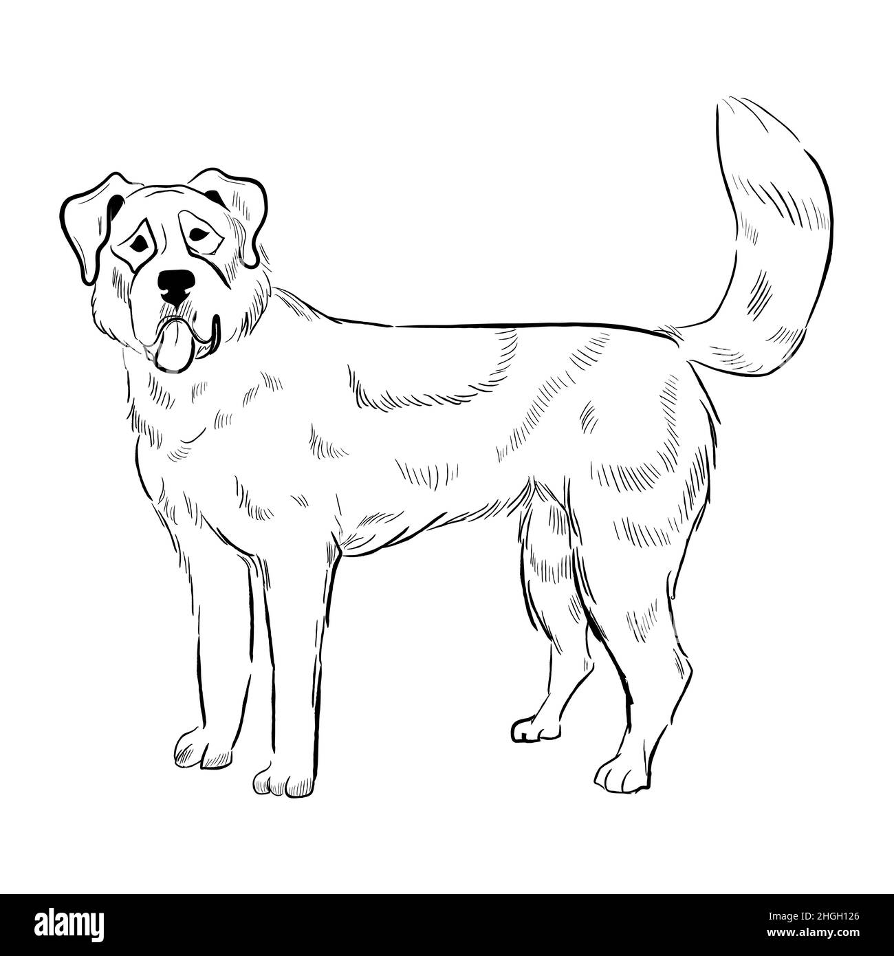Hand drawn dog breed vector sketch Stock Vector Image & Art - Alamy