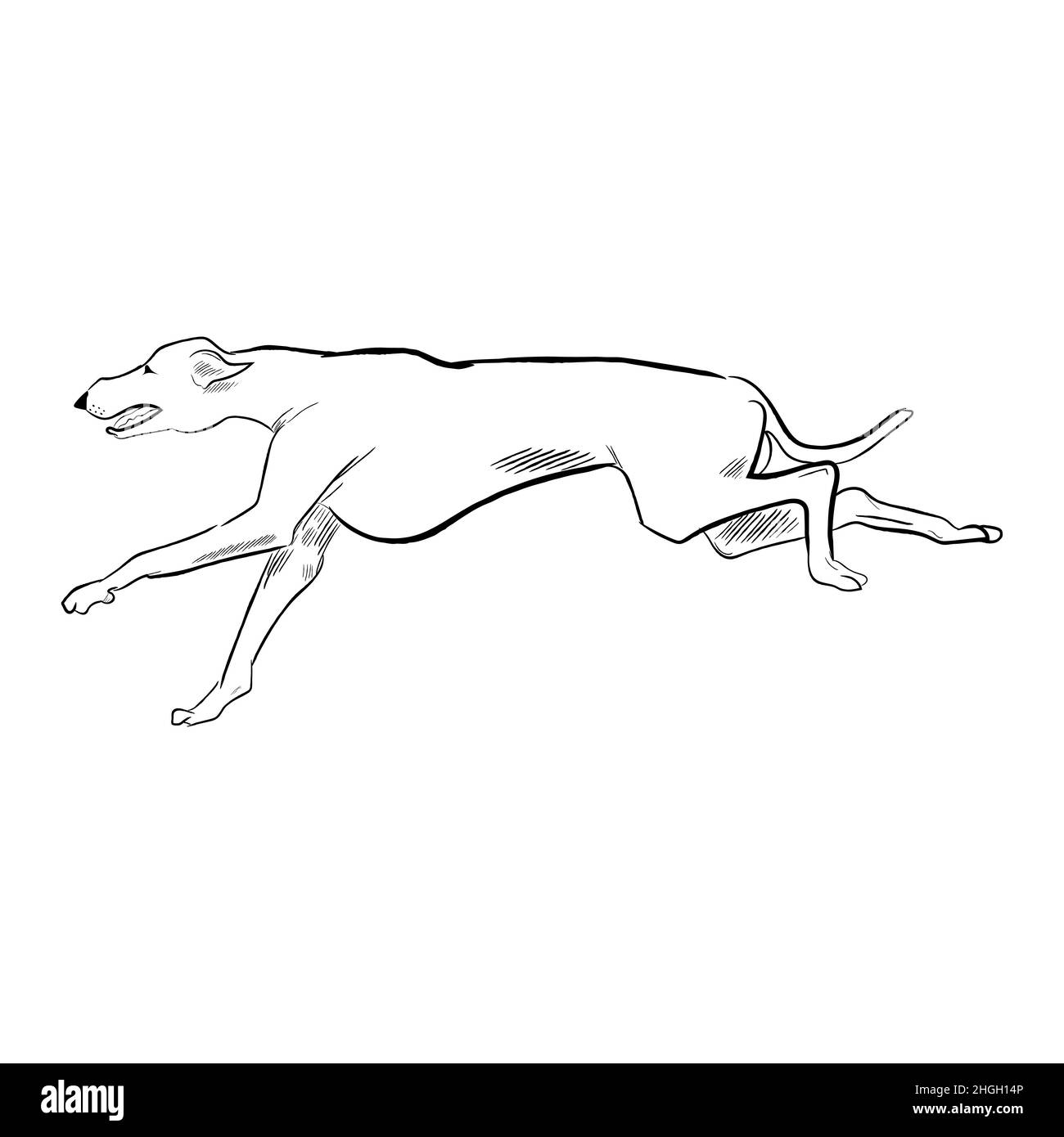 Hand drawn dog breed vector sketch Stock Vector Image & Art - Alamy