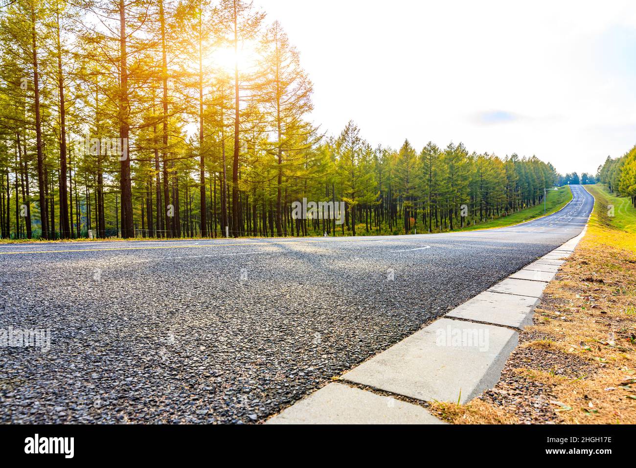 Empty asphalt road and forest landscape.Road and trees background Stock ...