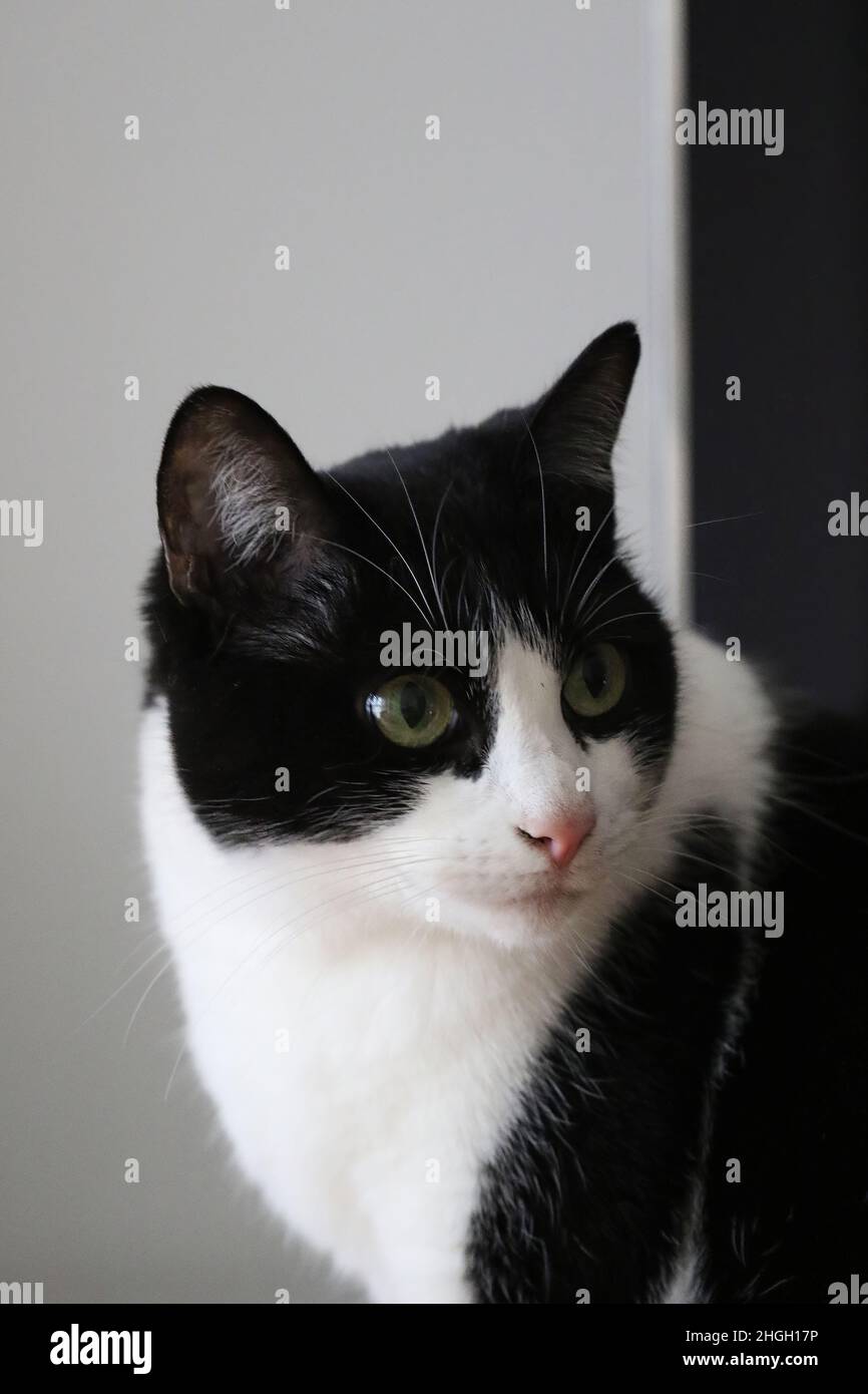 Cat posing for a picture Stock Photo - Alamy