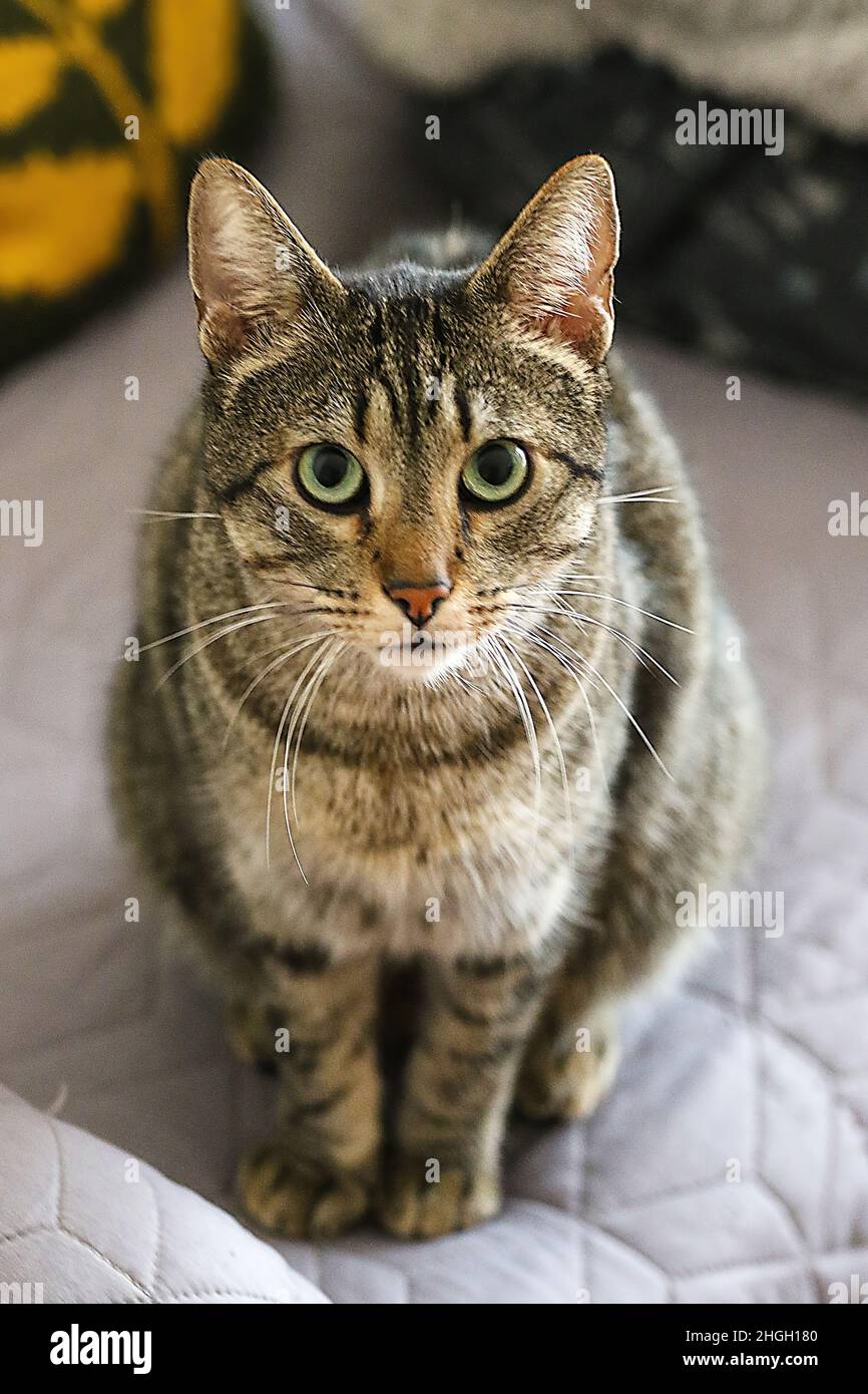 Cat posing for a picture Stock Photo - Alamy