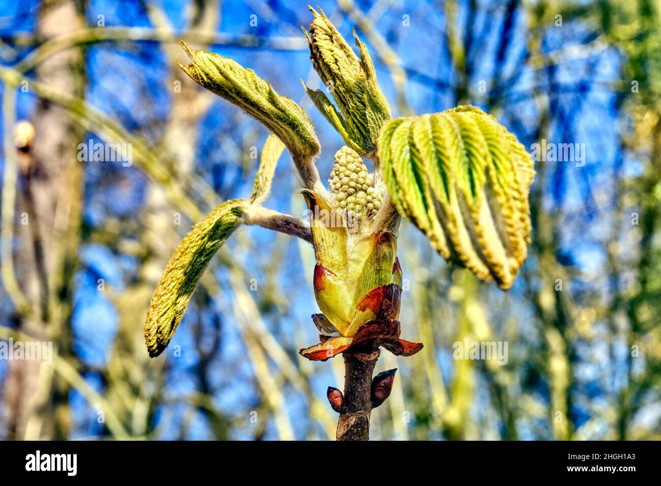 The bud of a tree hi-res stock photography and images - Alamy