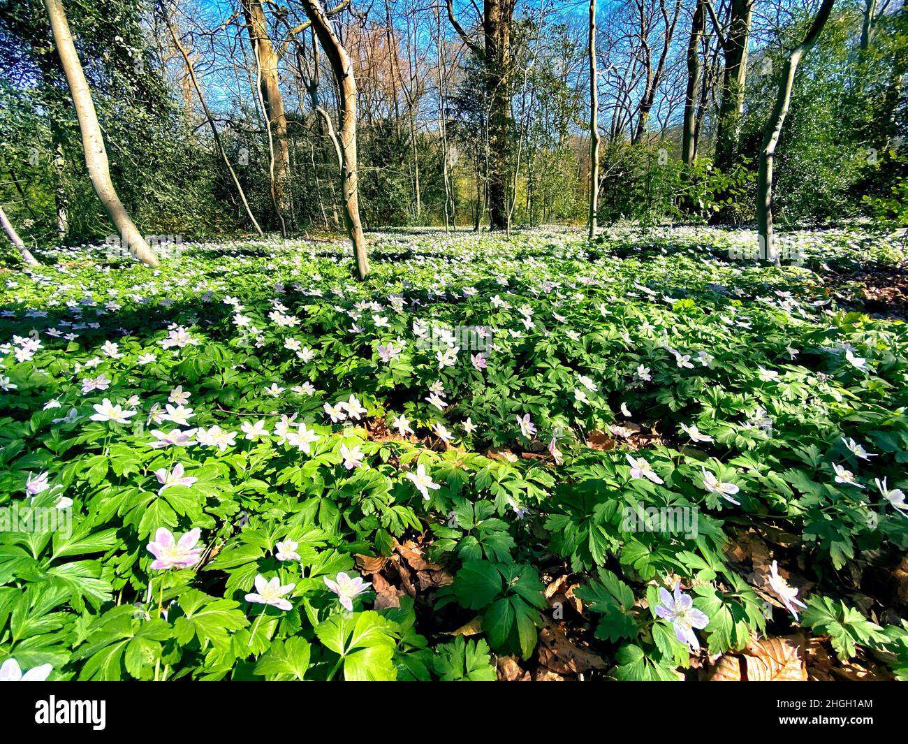 Flowerfield in a forest Stock Photo - Alamy