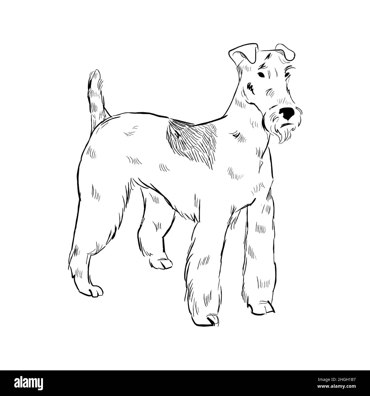 Hand drawn dog breed vector sketch Stock Vector Image & Art - Alamy