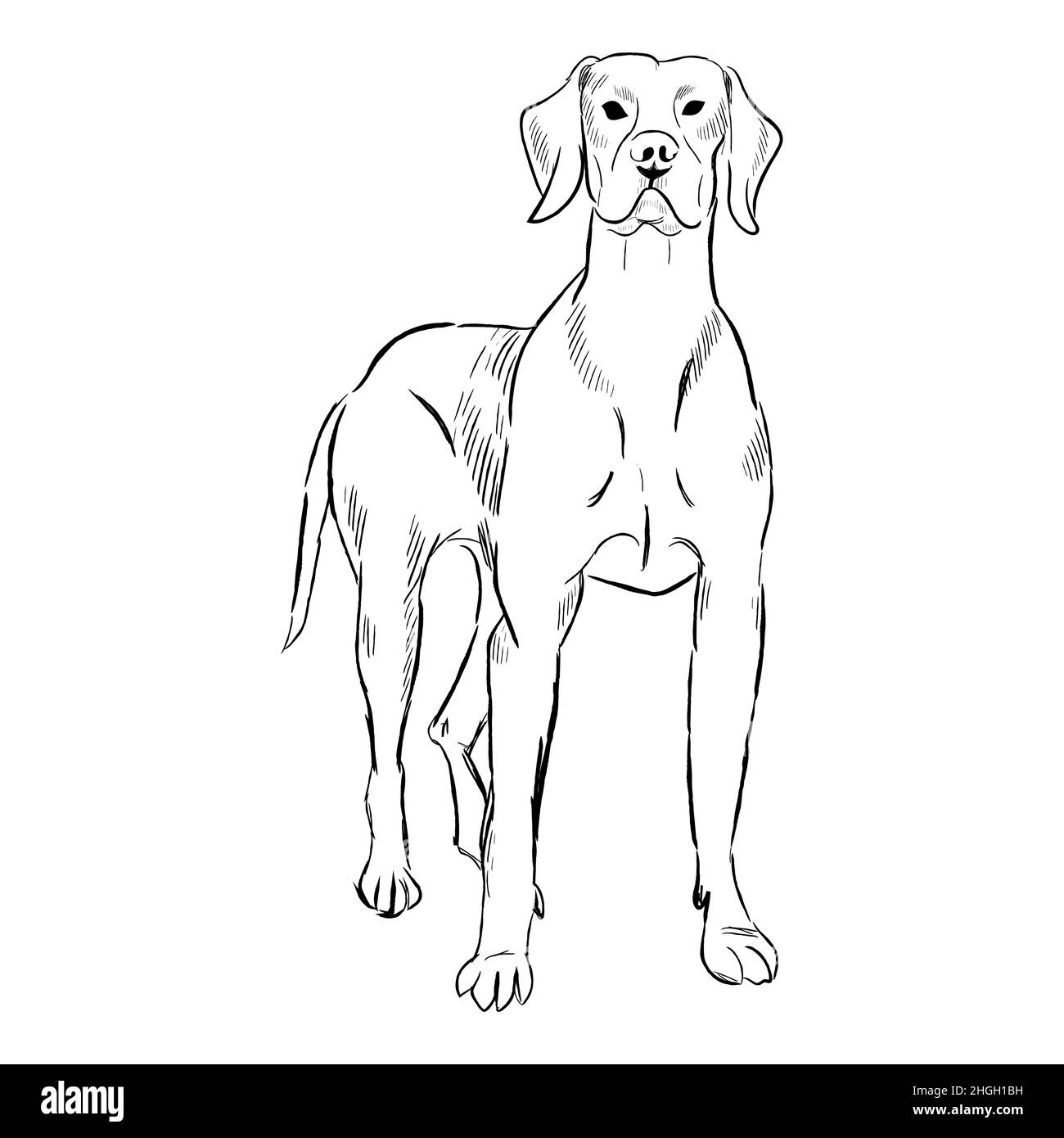 Hand drawn dog breed vector sketch Stock Vector Image & Art - Alamy