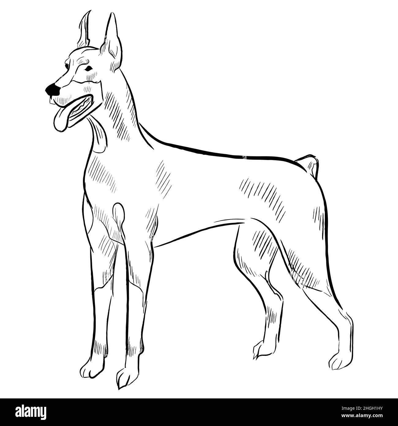Hand drawn dog breed vector sketch Stock Vector Image & Art - Alamy