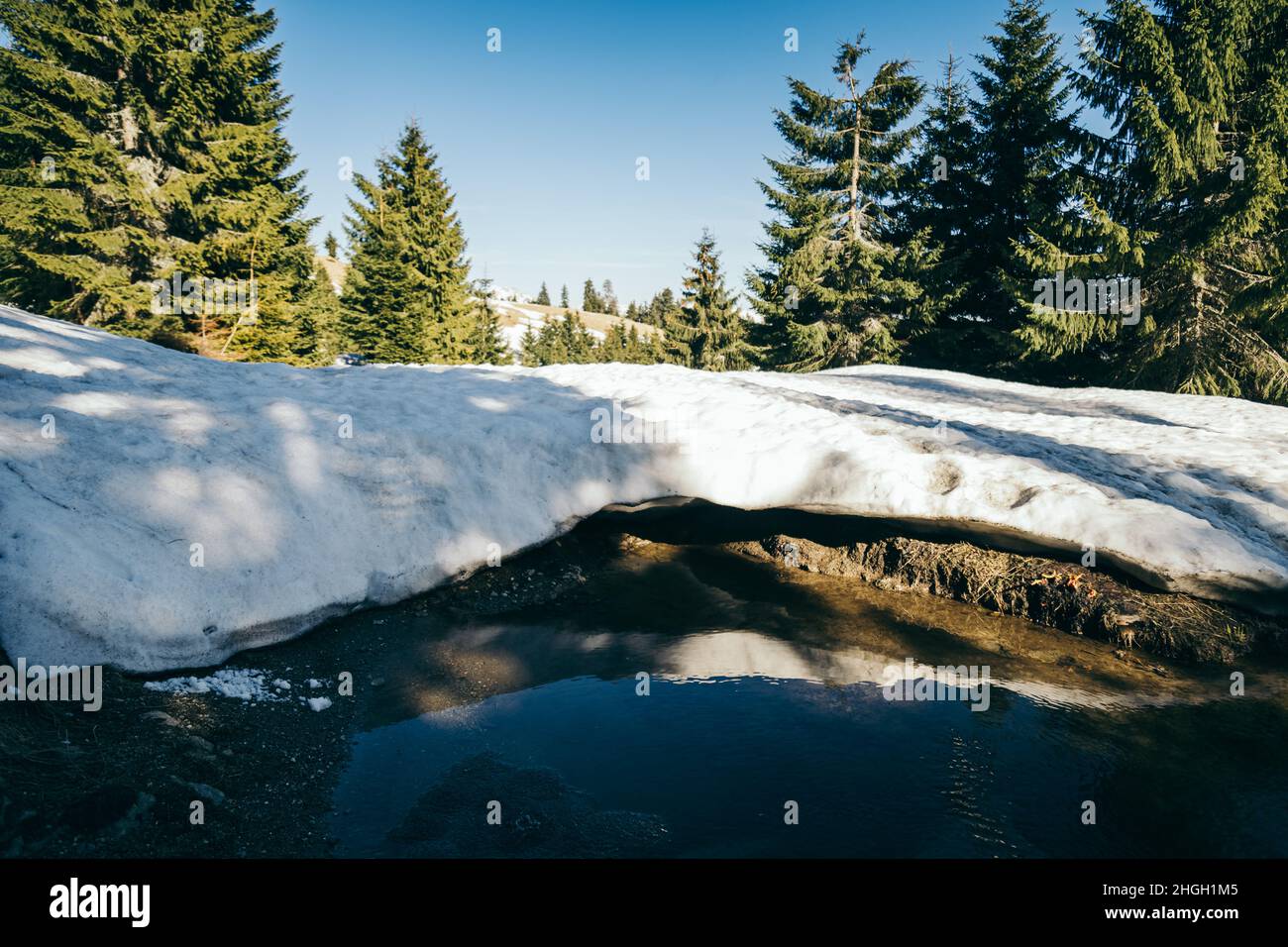 Snow-covered meadow and puddle in the mountains coniferous forest ...