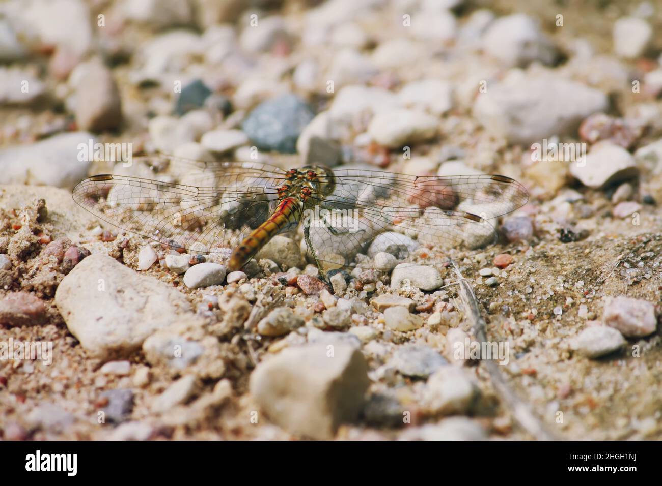 Dragonfly on the ground Stock Photo - Alamy