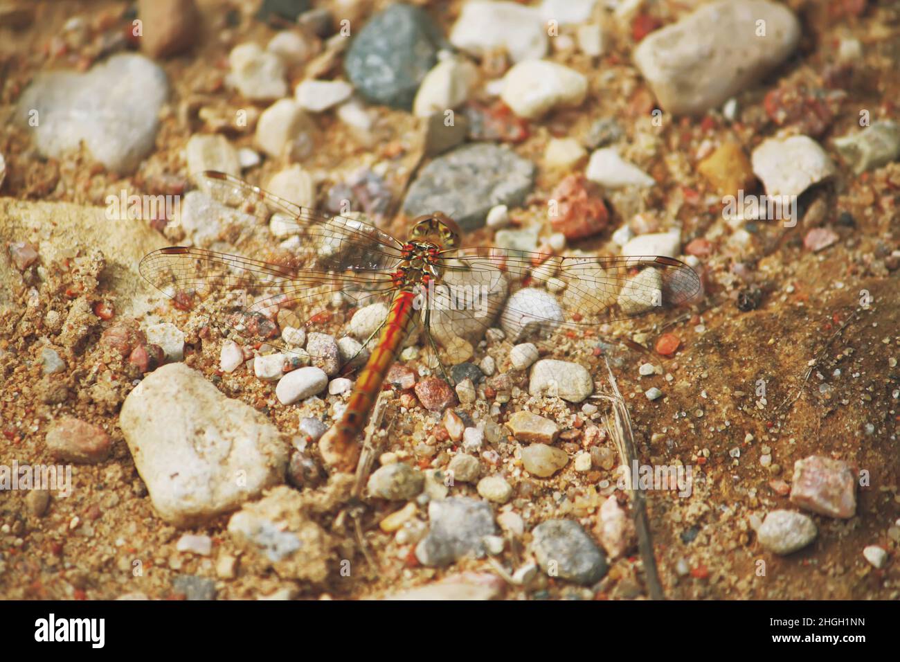 Dragonfly on the ground Stock Photo - Alamy