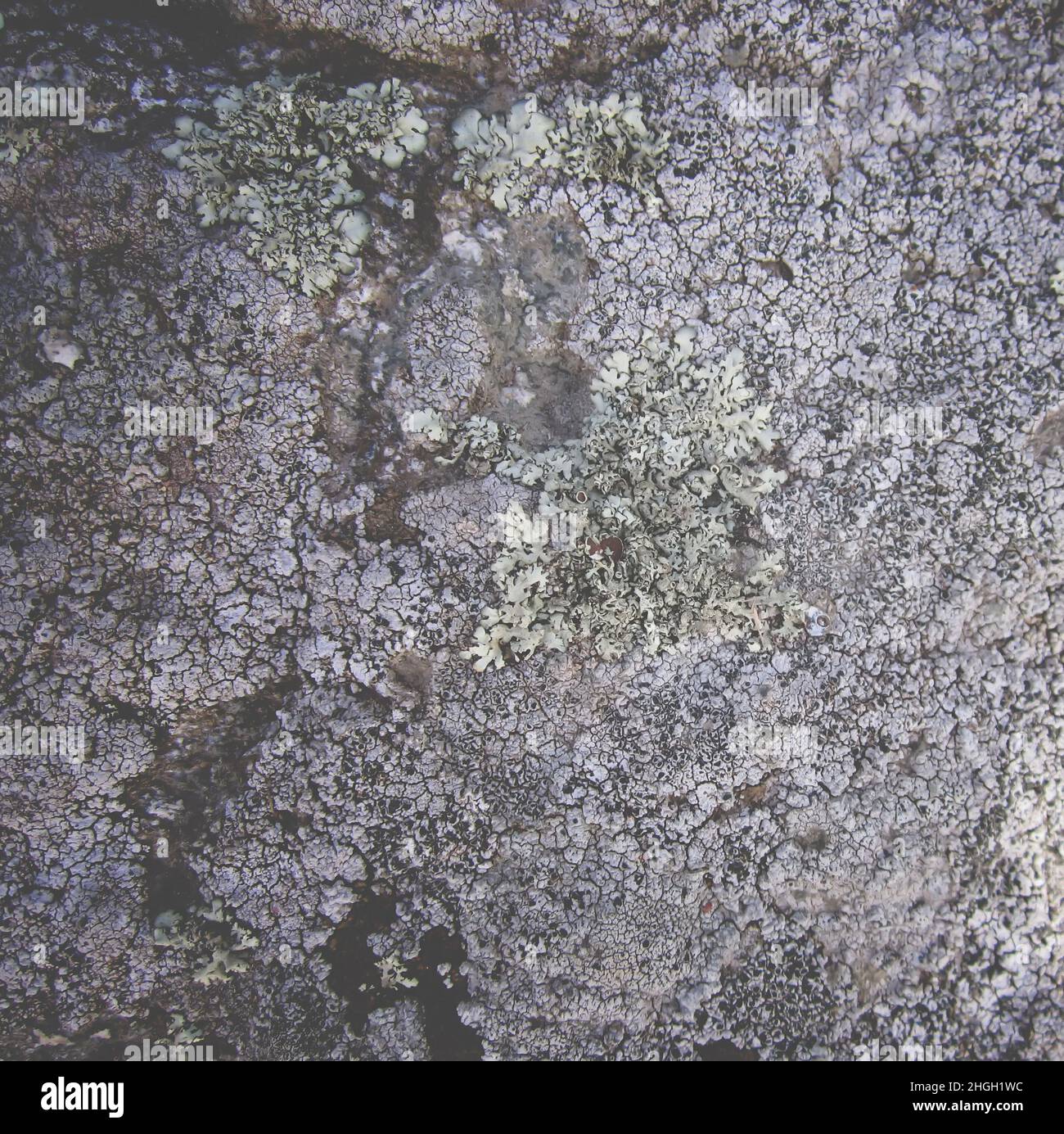 Old stone background. Texture with mold and lichen Stock Photo - Alamy