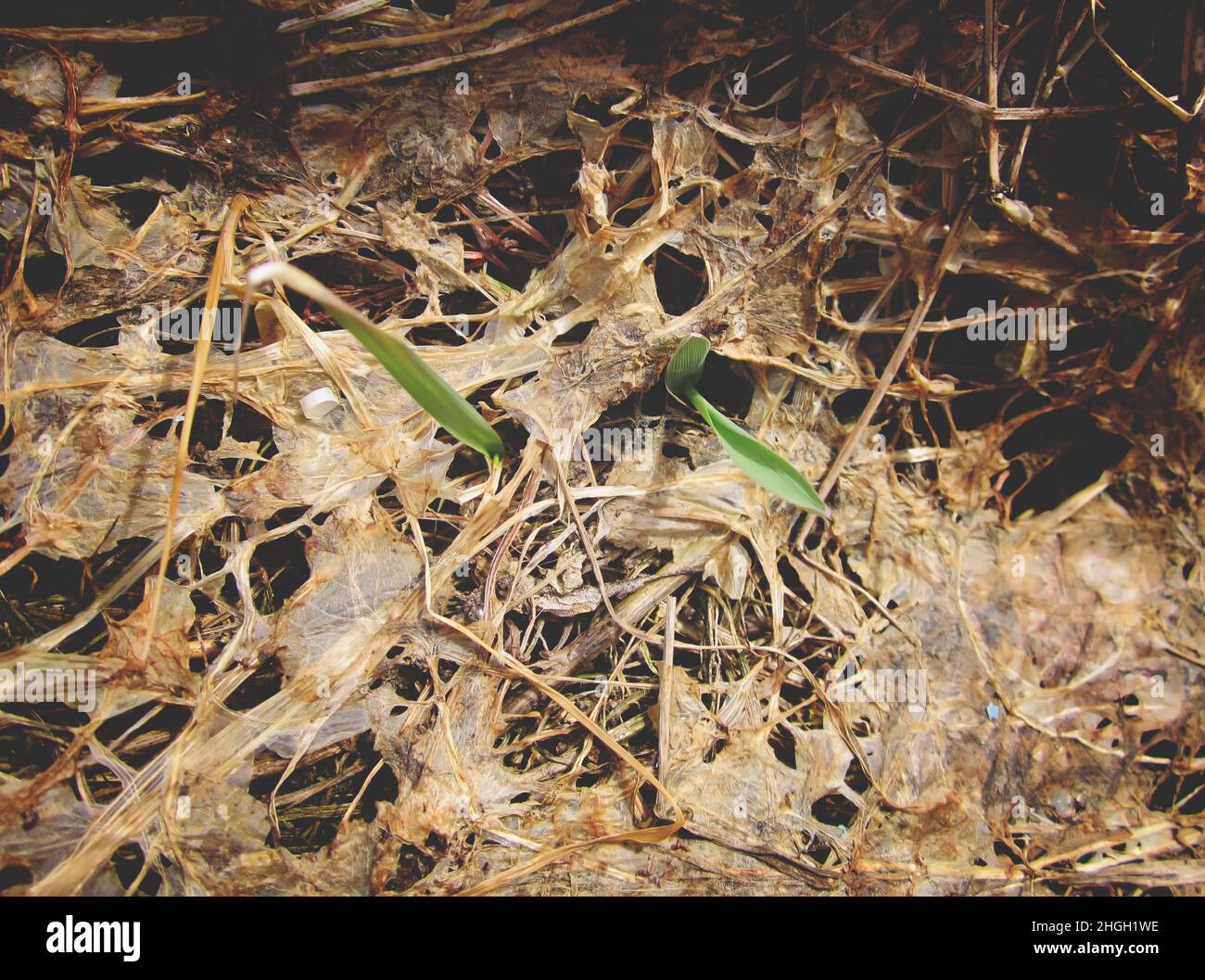 Dry grass surface with small green sprouts Stock Photo - Alamy