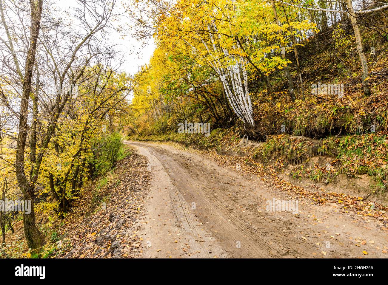 Country dirt road and trees landscape in autumn Stock Photo - Alamy